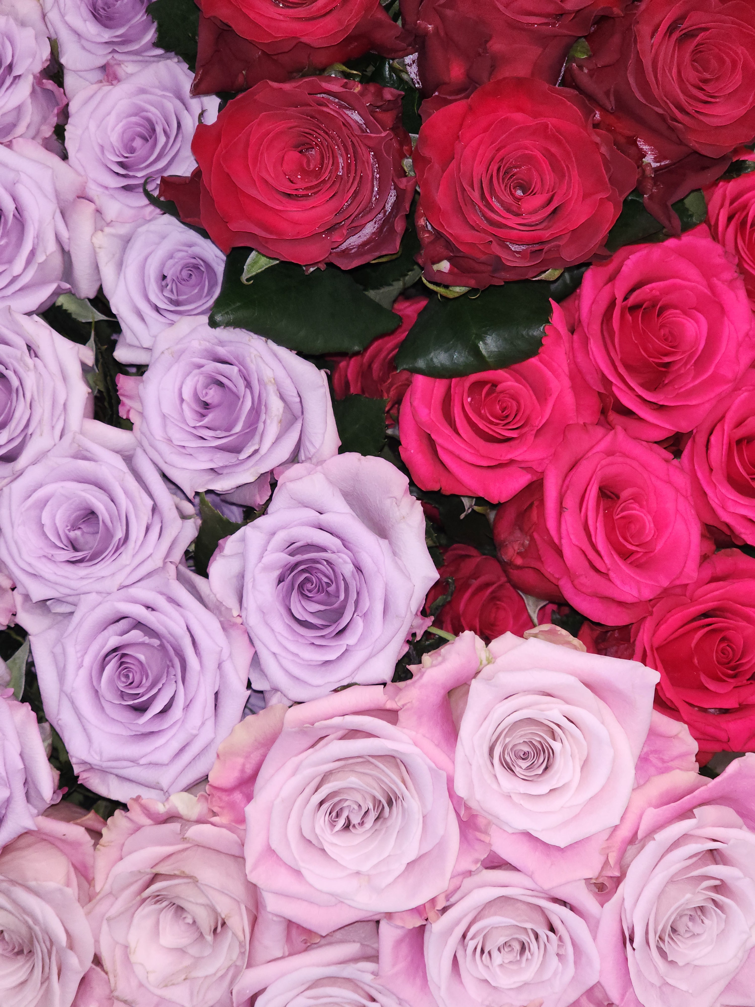 Roses - Hansford Flowers - Roses | Hansford Flowers