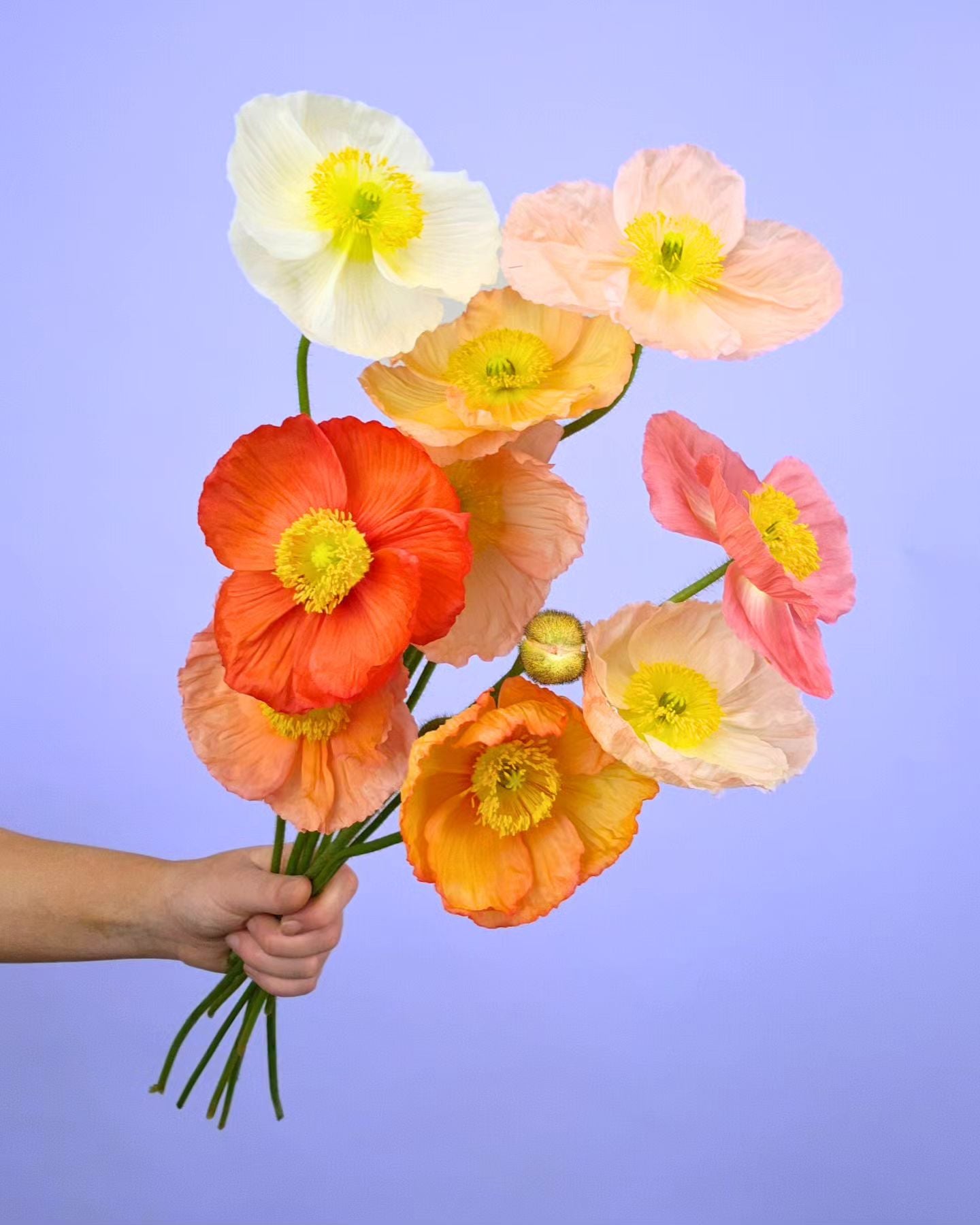 Florist Gold Coast University Hospital 4215 - Hansford Flowers