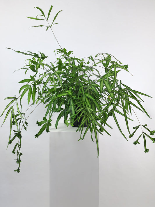 Indoor Plants | Shop Now | Hansford Flowers